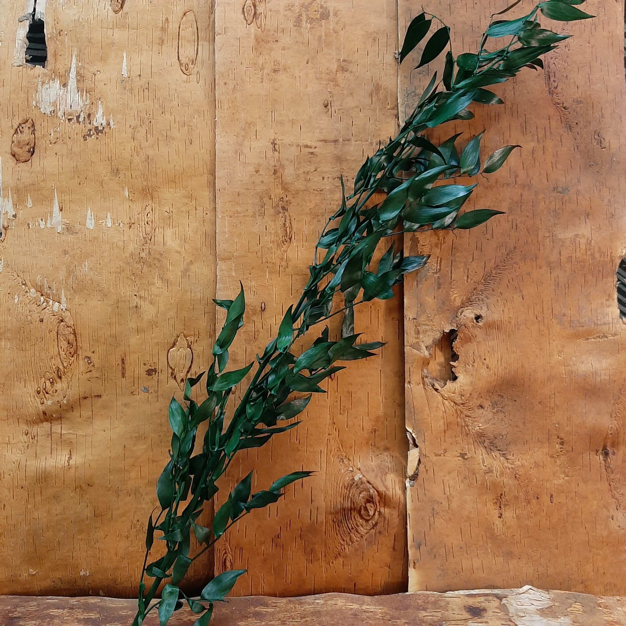 Preserved Italian ruscus green 1 branch – MossArtDecor.ie